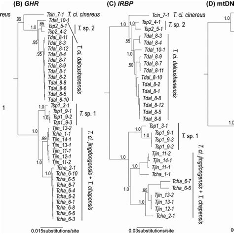 —bayesian Phylogenetic Trees Derived From A The Concatenated Download Scientific Diagram