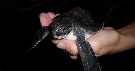 Mahalia Young Sea Turtle With A Deformed Shell Album On Imgur