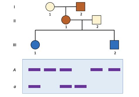 Solved Iii Restriction Fragment Length Polymorphisms