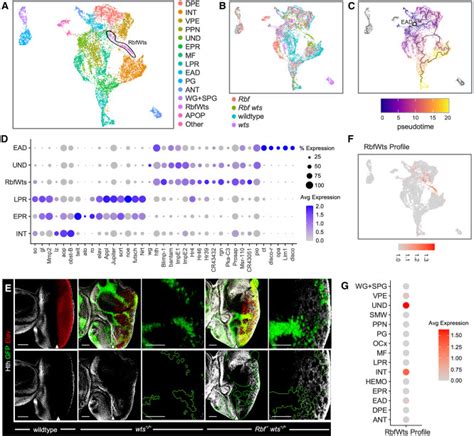 Combined Inactivation Of Rb And Hippo Converts Differentiating