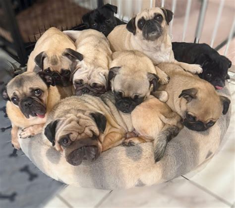 The Pug Queen Sacramento Central Northern California Friends 👋