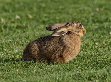 Fluffy Adorable Brown Rabbit On The Grassy Field In The Wild Stock