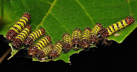 Mid Instar Chalcosiine Day Flying Moth Caterpillars Chalcosiinae
