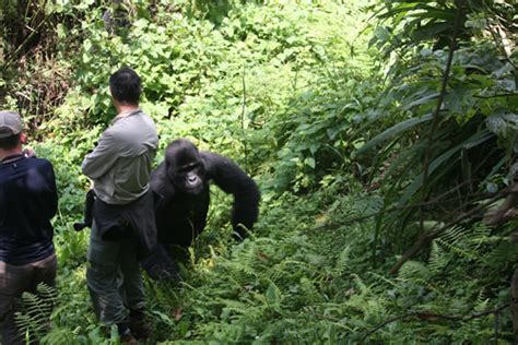 Silverback Gorilla Size Compared Human