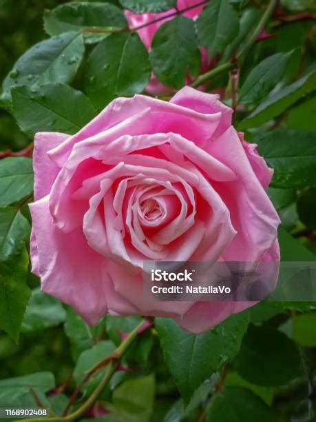 정원 장미 장식 세계에서 인기있는 꽃 식물 큰 크기의 꽃 다양한 색상 등반과 분홍색 장미를 램블링 인터리에르 사진 0명에 대한 스톡 사진 및 기타 이미지 Istock