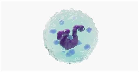 Detailed Basophil Granulocyte 3d Incl Basophil And Blood Envato