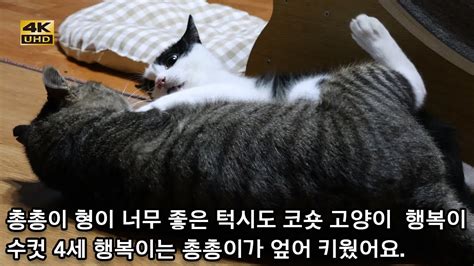 총총이 형이 너무 좋은 턱시도 코숏 행복이의 장난 Youtube