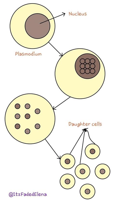 Multiple Fission In Plasmodium
