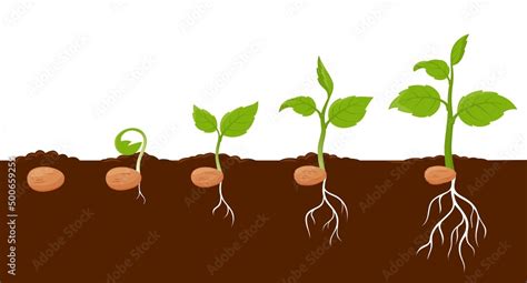 Plant Growth Stages Sprout Grow Cycle Of Seeds Of Tree Or Flower