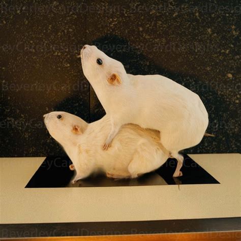 Mouse Taxidermy Specimen Birthday T Special Home Decor Collectables