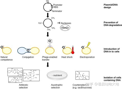 构建非模式原核微生物基因组工程工具箱 知乎