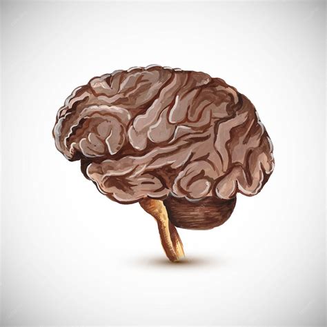 손으로 그리는 뇌 인체 해부학 생물학 오르간 신체 시스템 디자인 무료 벡터