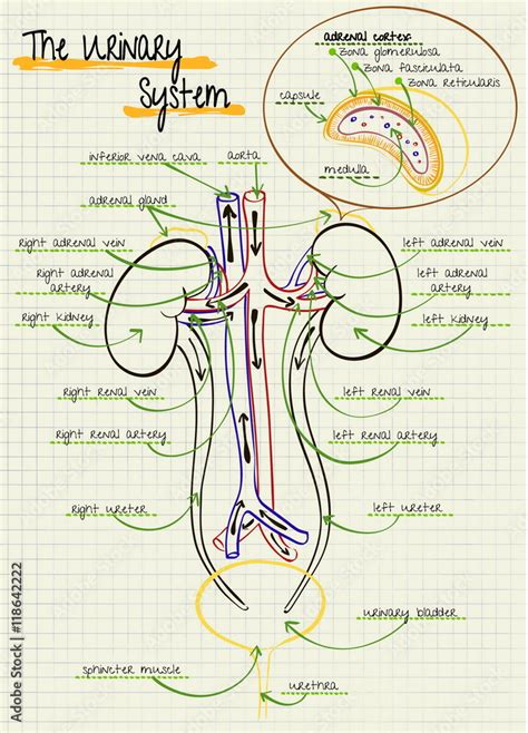 Human Unary System Structure Stock Vector Adobe Stock