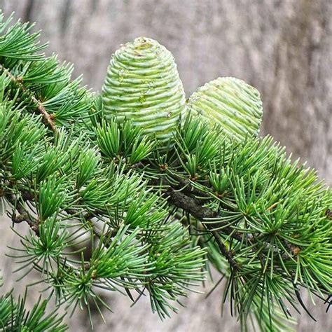 Cedrus Deodara Deodar Cedar Tree Seeds Native To The Himalayas Is