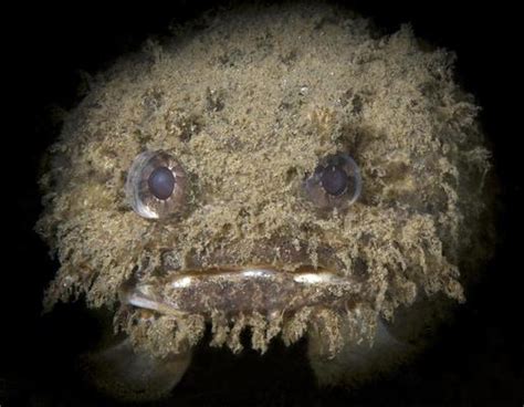 Blob Fish Stock Photos Images And Backgrounds For Free Download