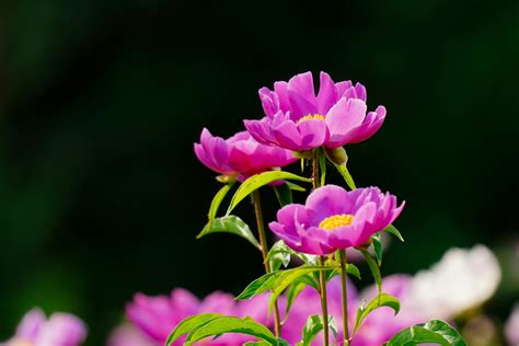 High Resolution Flowers Photos Download The Best Free High Resolution