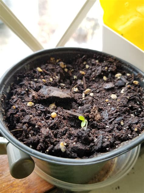 Delphinium Seedling Or Imposter 🤔 Rgardening