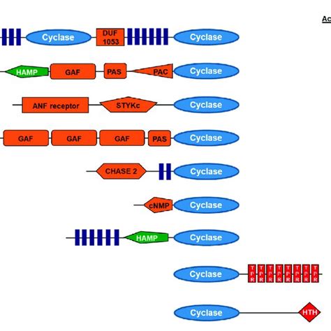 Examples Of Modular Adenylyl Cyclase Proteins Domain Symbols Adapted Download Scientific