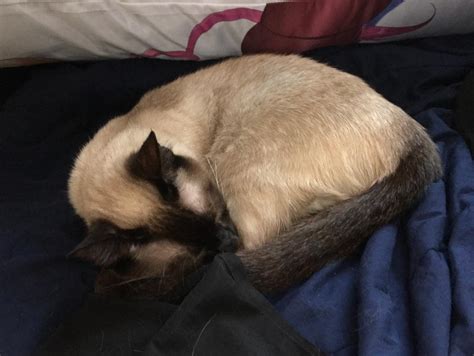 Coco Bean By Spikerules64 On Deviantart