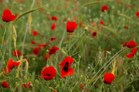 비 아래 빨간 양 귀 비가 꽃 필드의 얕은 깊이입니다 선택적 초점 0명에 대한 스톡 사진 및 기타 이미지 0명 가까운 개화기 Istock
