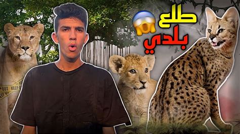 اتنصب عليا في اسد الجبال هل دا قط بري ولا لا 😱 Youtube