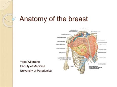 Lecture 5 Female Breast Anatomy For Nursing Student 2 1ppt
