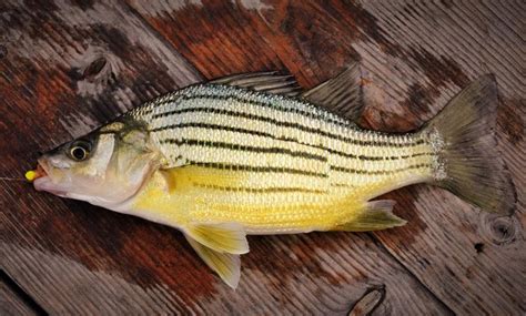 Yellow Bass Action Heating Up At Clear Lake