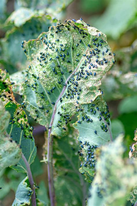 Aphids How To Organically Control Aphids In The Garden
