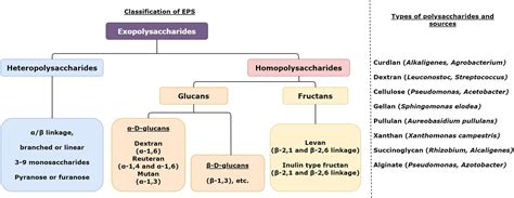 Microbial Exopolysaccharides Role In Functional Food Engineering And Guthealth Management