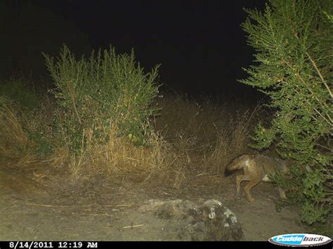 Dipper Ranch Coyotes To The Wind