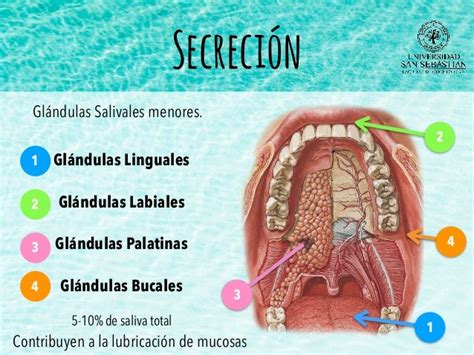 Salivación Y Deglución