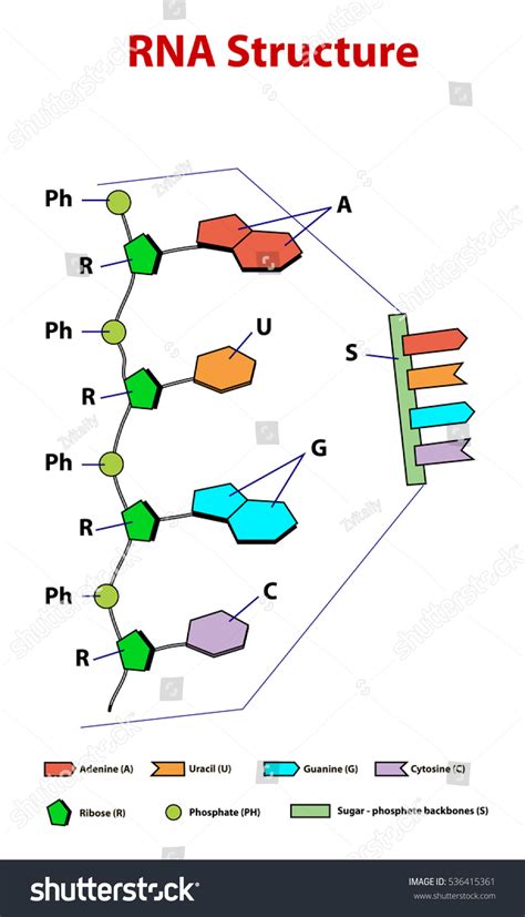 Education Chart Biology Rna Structure Diagram Stock Vector