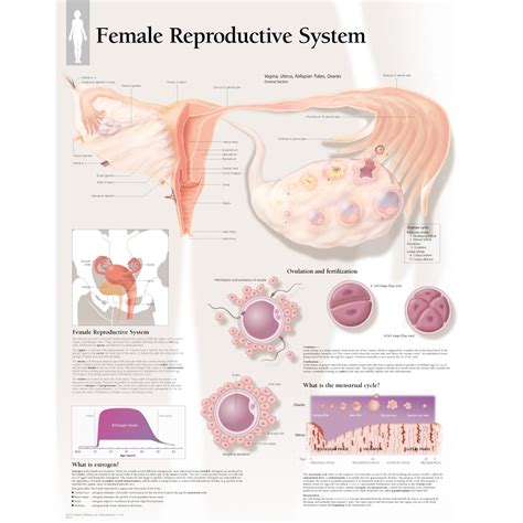 Scientific Publishing Female Reproductive System Chart