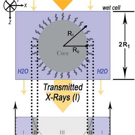Top Schematic Model Of A Spherical Microgel Particle Consisting Of A