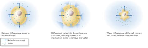 Osmosis Diagram Quizlet
