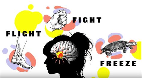 Fight Or Flight Or Freeze Sex Differences In The Amygdala