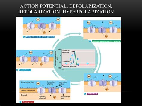 Herg Blocking 20160122 Jun Min Jung Ppt Download