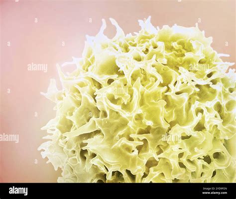 Colorized Scanning Electron Micrograph Of A T Lymphocyte Also Known As A T Cell Yellow T