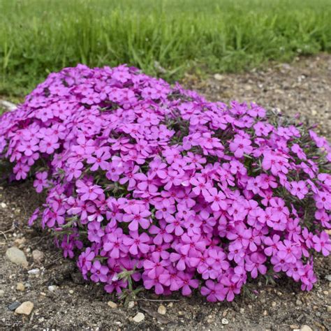 Phlox Ruby Riot Kiefer Nursery Trees Shrubs Perennials