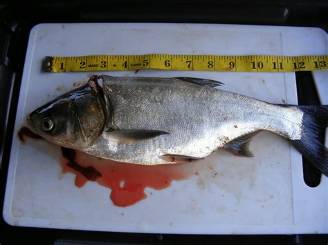 Silver Carp Hypophthalmichthys Molitrix Download Scientific Diagram