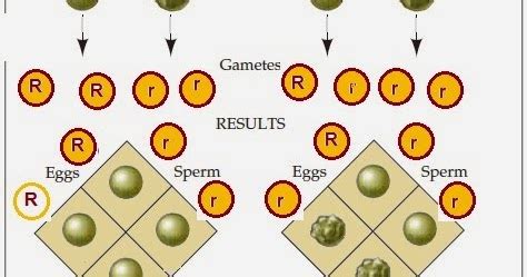 Biolearnspot BACK CROSS AND TEST CROSS