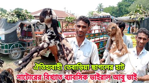 নাটোরের বিখ্যাত ব্যাবসিক ভাইরাল আবু ভাই। প্রচুর কালেকশন ভাইয়ের থেকে উন্নত ও ক্রস জাতের ছাগল