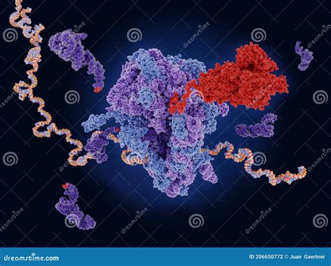 DNA RNA MRNA And Protein Synthesis Difference Between Transcription