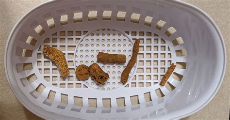 Louisville Fossils And Beyond Ultrasonic Cleaning Of Fossils