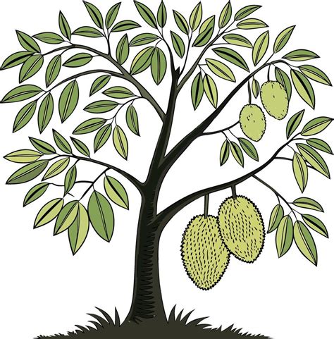 Illustration Of A Jackfruit Tree With Jackfruit 59159674 Vector Art At Vecteezy