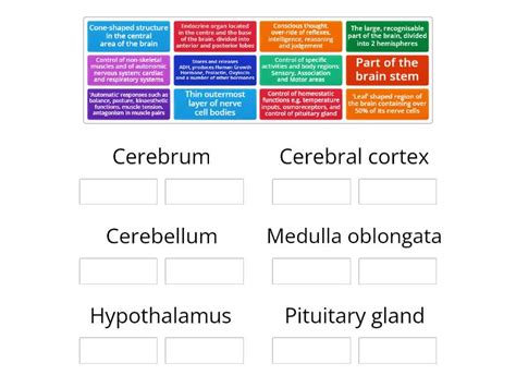 Brain Structure And Function Ordenar Por Grupo