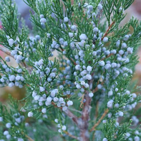 Gin Fizz® Juniper Proven Winners Colorchoice Flowering Shrubs