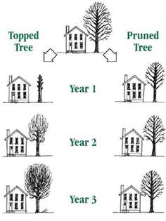 16 Topping Trees Ideas Toppings Tree Prune