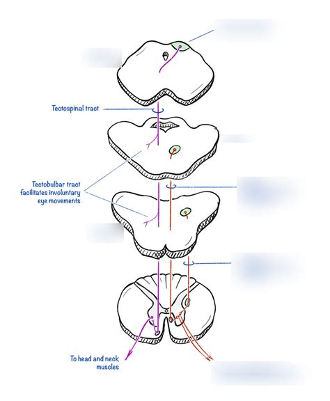 Lateral And Medial Reticulospinal Tract Diagram Quizlet