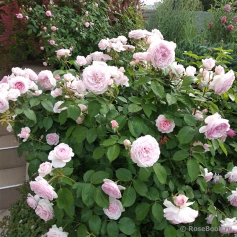 Галерея Olivia Rose Austin AUSmixture Энциклопедия роз